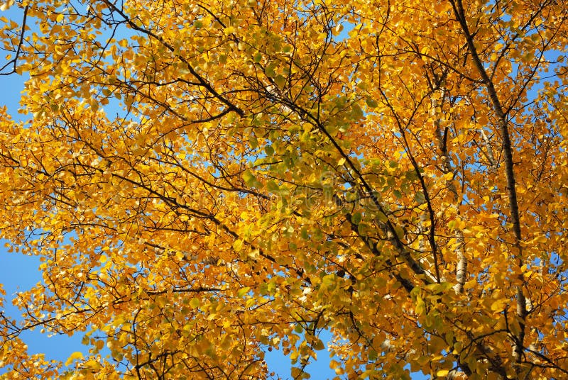 Yellow autumn leaves stock photo. Image of leaves, nature - 21580732