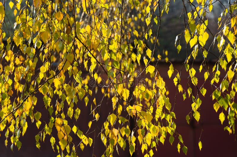 Yellow autumn leaves stock photo. Image of nature, plants - 22390978