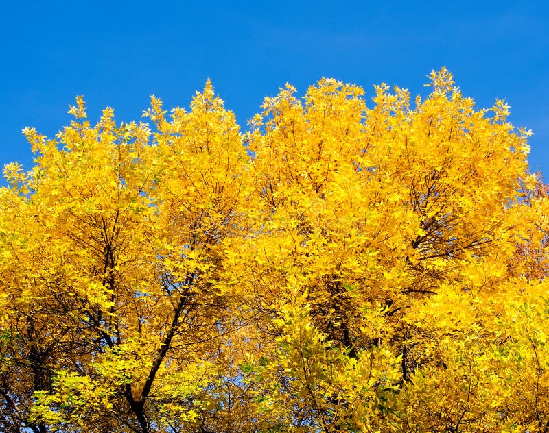 Yellow autumn leaves stock photo. Image of autumnal, pattern - 27699954