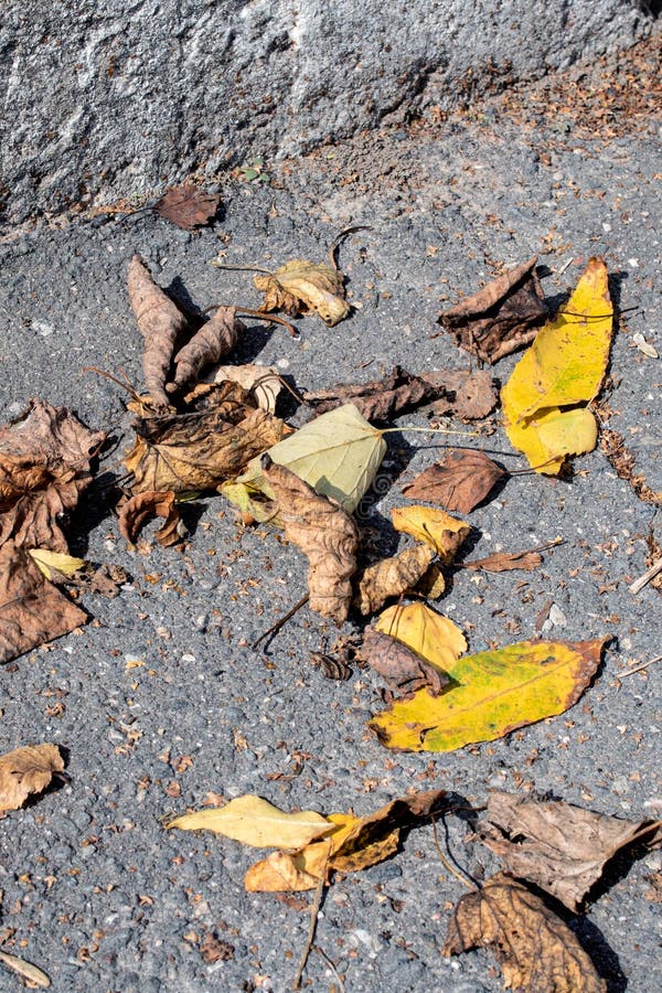 Yellow Autumn Leaves on Asphalt in Sunlight Stock Image - Image of ...