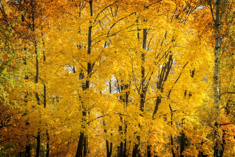 Yellow autumn leaves stock image. Image of tranquil, nature - 34431409