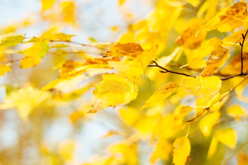 Yellow Autumn Leaves Background Stock Photo - Image of gold, beautiful ...