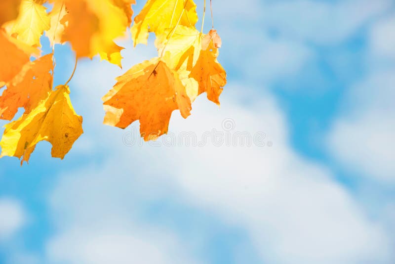 Yellow Autumn Leaves with Blue Sky Stock Photo - Image of plant ...
