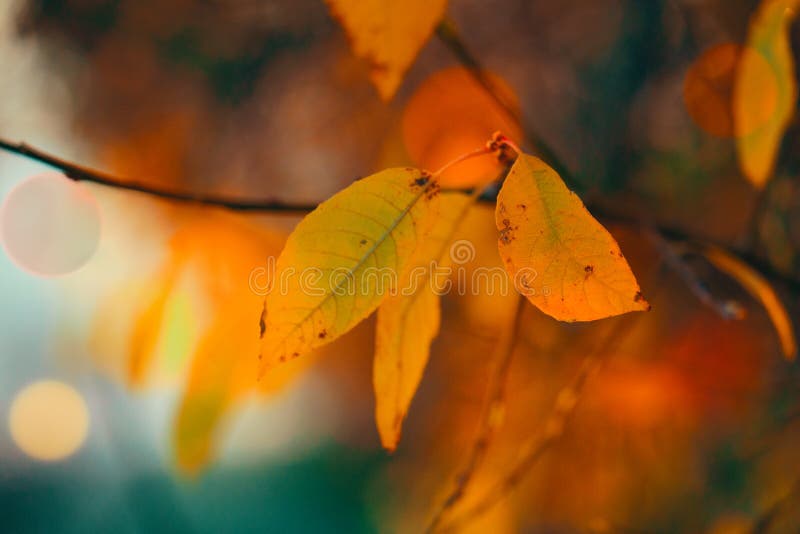 Yellow Autumn Leaves with Bokeh Effect Stock Image - Image of fall ...
