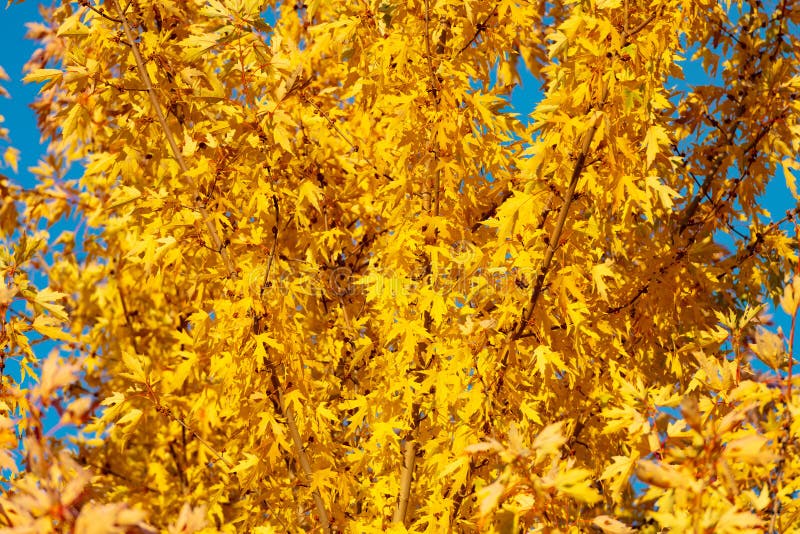 Yellow Autumn Leaves on Branches. Yellow Autumn Leaves Stock Photo ...