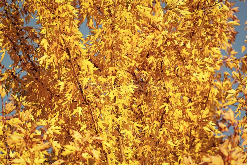 Yellow Oak Autumn Leaves on Branch. Oak Autumn Leaves Stock Photo ...