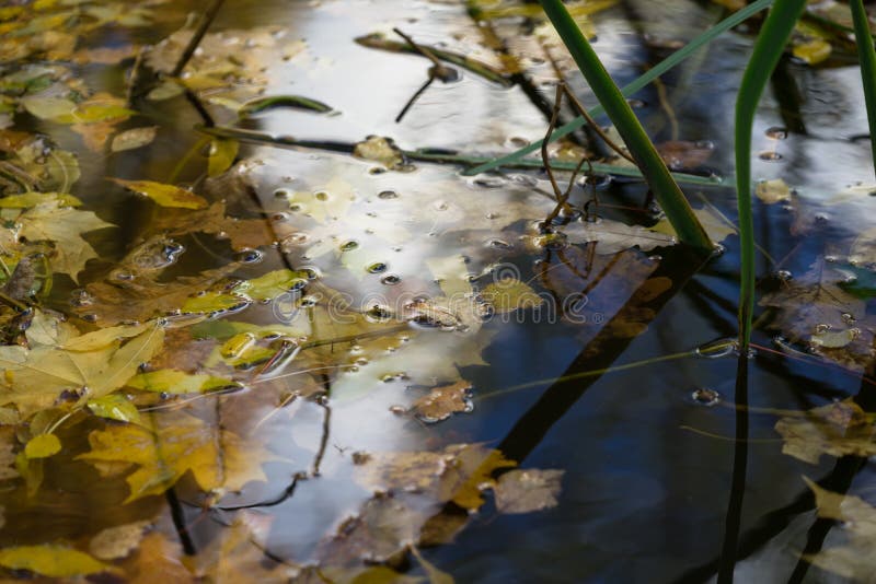 Yellow Autumn Leaves and Grass in the Puddle Stock Photo - Image of ...