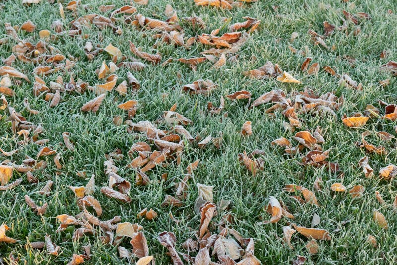 Grass and Fallen Leaves are Covered with Frost. Autumn Frosts. Autumn ...