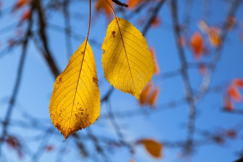 Yellow Autumn Leaves Hanging at Stock Photo - Image of ornamental ...