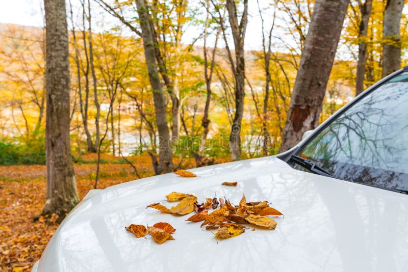 Yellow Autumn Leaves on the Hood of a Car. Fall Theme Stock Image ...