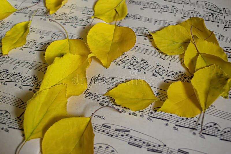 Yellow Autumn Leaves on Open Notes .a Musical Notebook in Fallen Yellow ...
