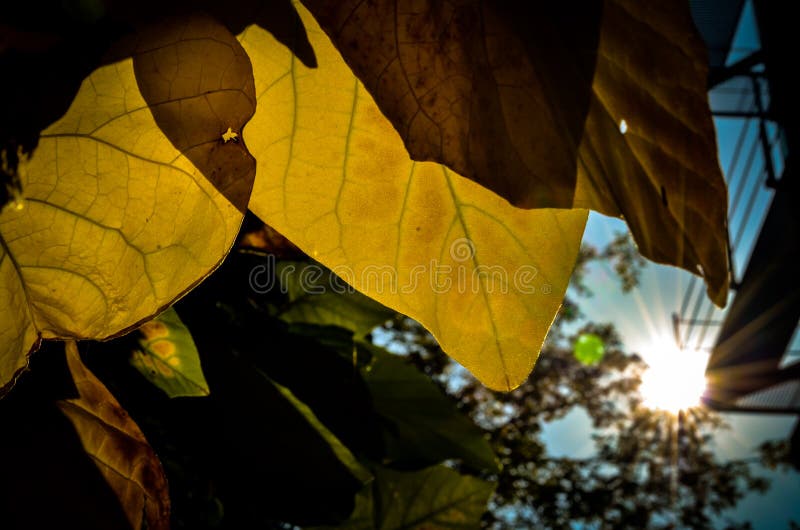 Yellow Autumn Leaves Overlapping with Natural Backlight Stock Image ...