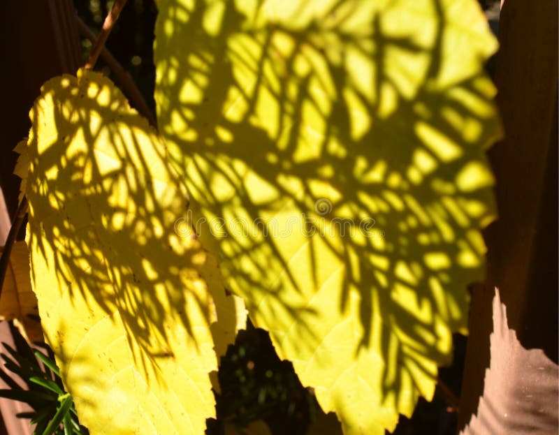 Yellow Autumn Leaves Sunlight Shadow Patterns Pine Needles Stock Image ...