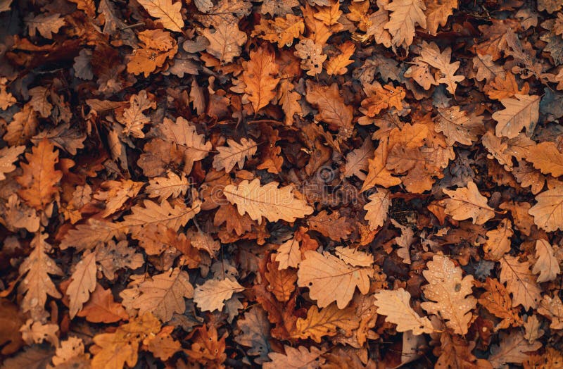 Yellow Autumn Leaves Texture, Autumnal Background. Fall Leaves in the ...