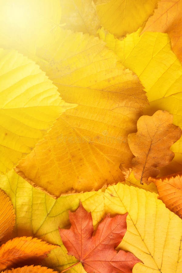 Yellow Autumn Leaves Texture Background Stock Photo - Image of natural ...