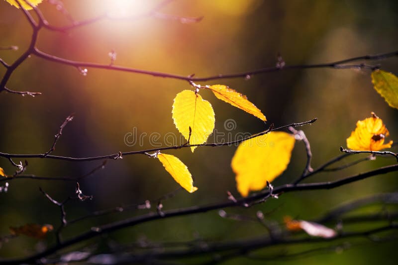 Yellow Autumn Leaves on Tree Branches in the Forest in Sunny Weather on ...
