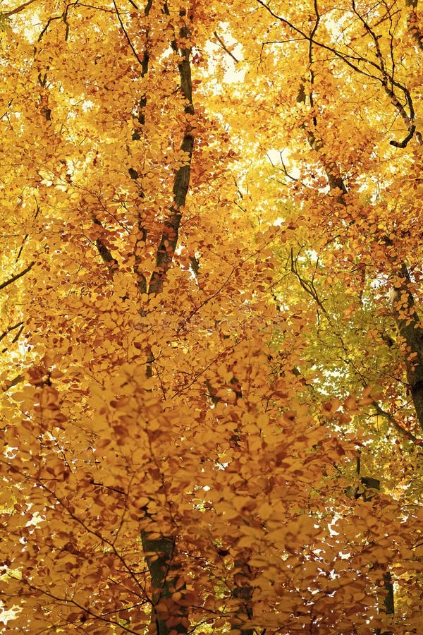 Yellow Autumn Leaves on Tree Branches. Yellow Autumn Leaves Stock Image ...