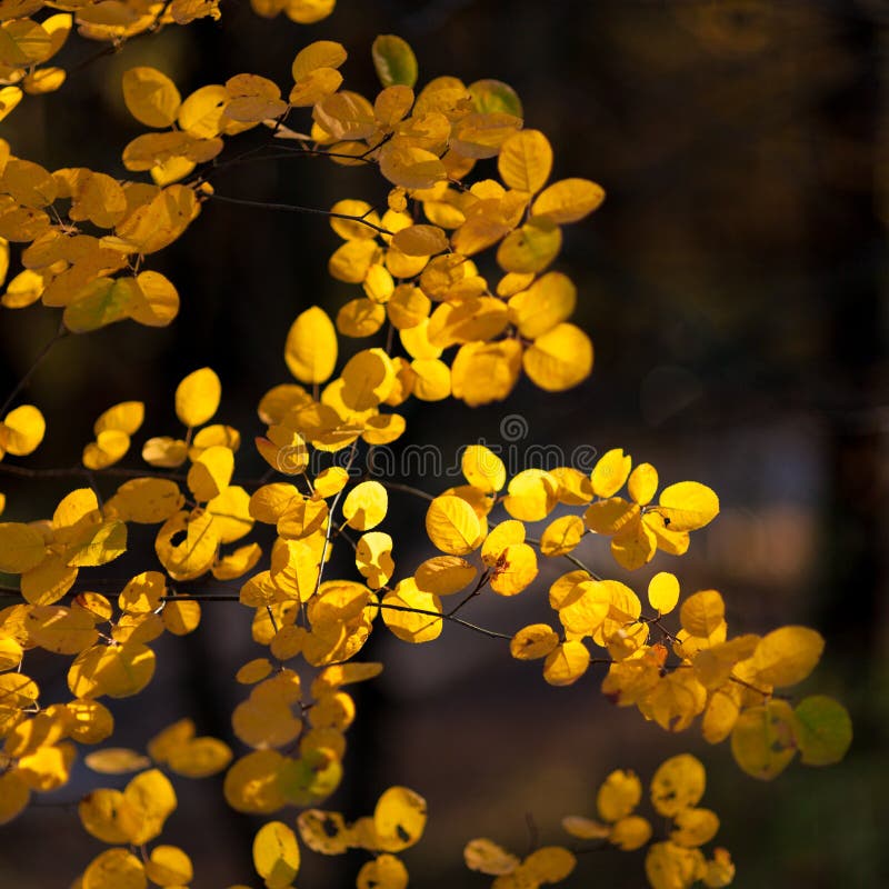 Yellow Autumn Leaves on Tree Stock Photo - Image of colorful, nature ...
