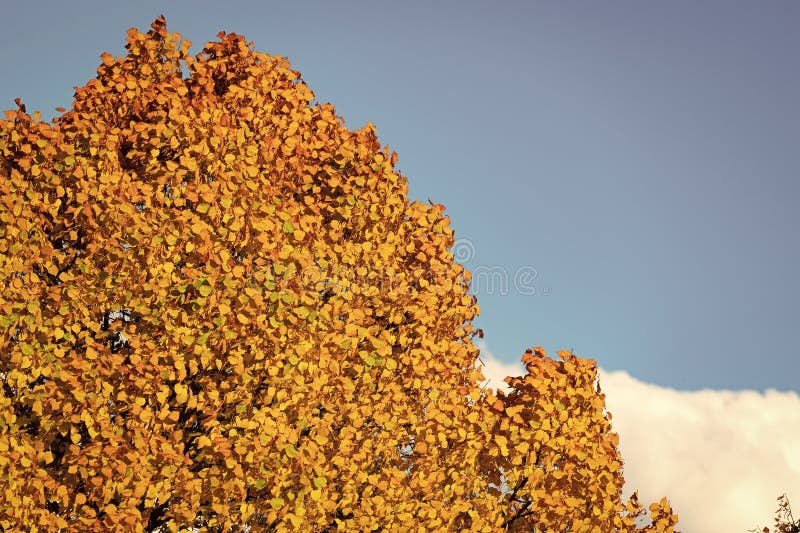 Yellow Autumn Leaves on Tree. Yellow Autumn Leaves Stock Image - Image ...
