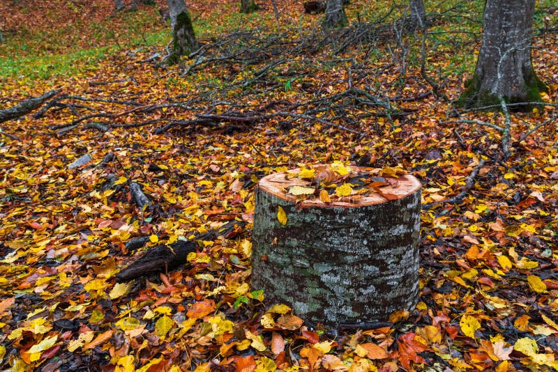 Yellow Autumn Leaves on Tree Stump Stock Image - Image of scenic ...