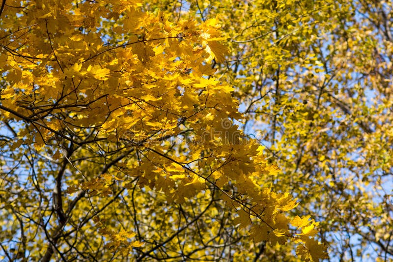 Yellow Autumn Leaves on a Tree. Stock Photo - Image of closeup ...