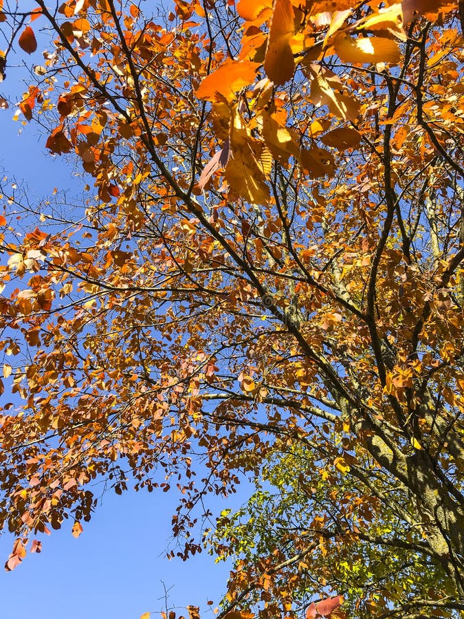 Yellow Autumn Leaves on Trees in Park Stock Image - Image of leaf, pond ...