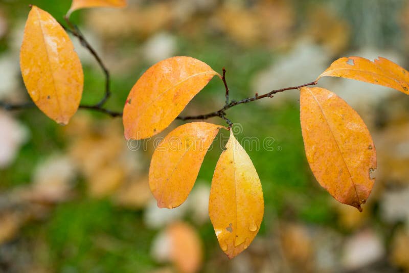 Yellow Autumn Leaves on Twig Macro Prunus Padus Stock Image - Image of ...