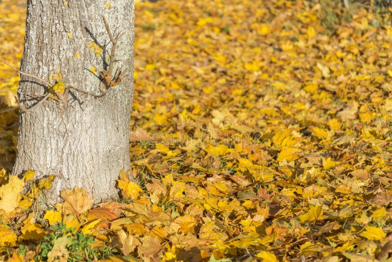 Yellow Autumn Leaves Under a Tree Stock Photo - Image of season ...