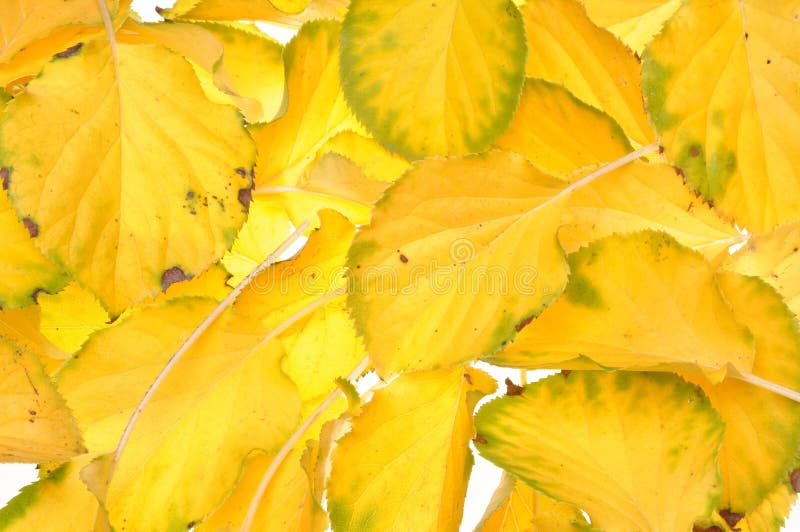 Yellow autumn leaves stock image. Image of nature, abstract - 61288487