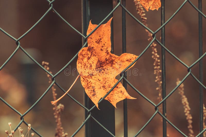 Yellow Autumn Maple Leaf Caught in a Chain Link Fence Stock Photo ...