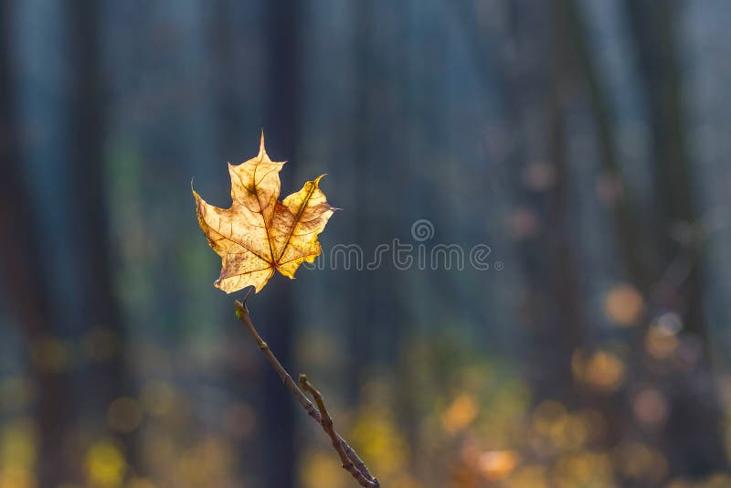 Yellow Autumn Maple Leaf in a Dark Forest with a Background of Trees ...