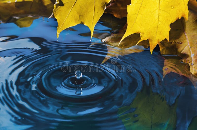 Yellow Autumn Maple Leaf with Reflection and Drop Over Wavy Water Stock ...