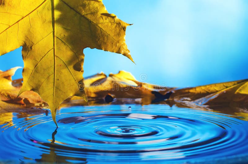 Yellow Autumn Maple Leaf with Reflection and Drop Over Wavy Water Stock ...