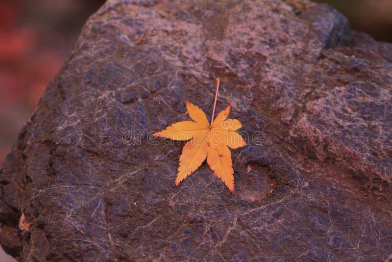 Yellow Autumn Maple Leaf on Stone Pavement Stock Photo - Image of dead, scenery: 58063800