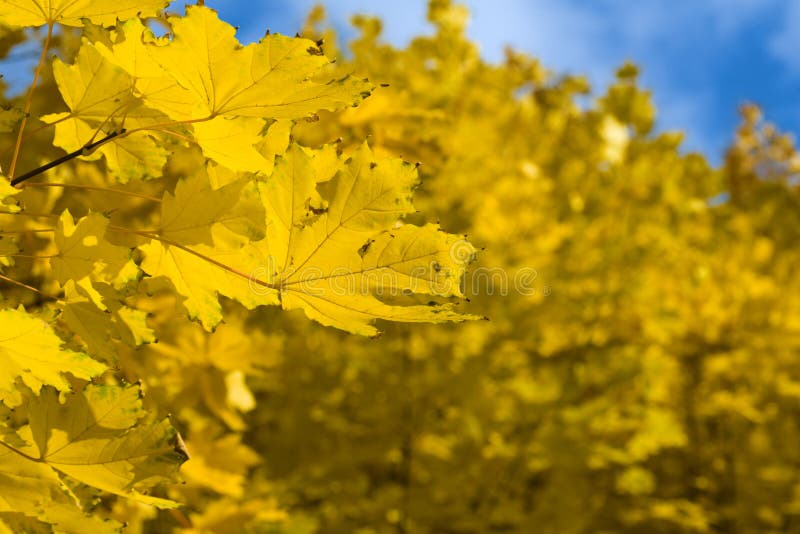 Yellow autumn maple leaves stock image. Image of orange - 6631153