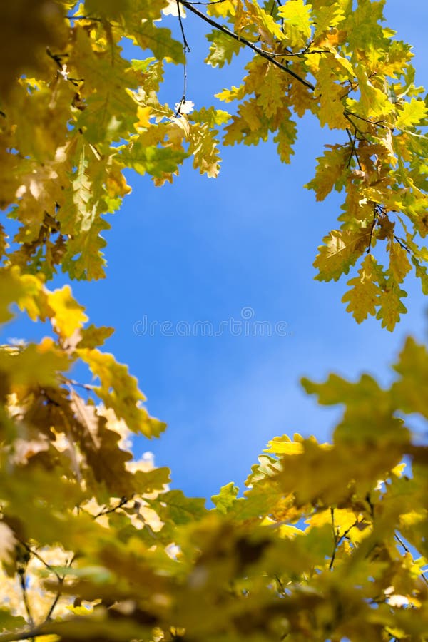 Yellow autumn maple leaves stock photo. Image of yellow - 6775334 Yellow autumn maple leaves stock photo. Image of yellow - 6775334