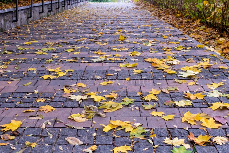 Yellow Autumn Maple Leaves on Cobbled Pavement in Autumn Stock Image ...