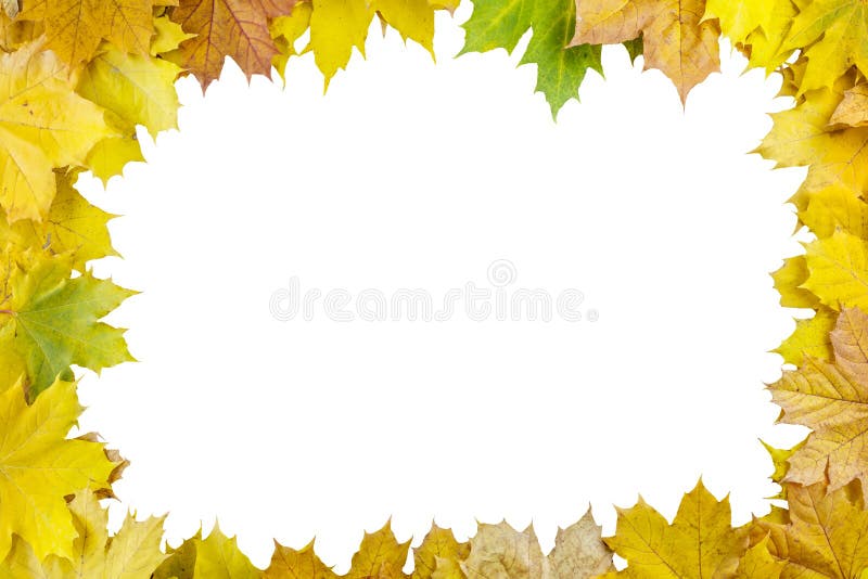 Yellow Autumn Maple Leaves Rectangular Frame Isolated with White ...