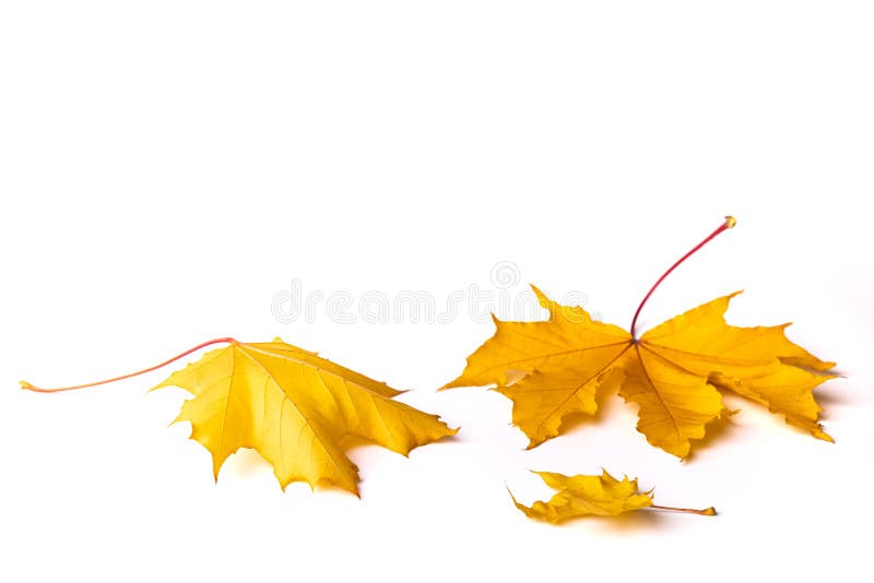 Yellow Autumn Maple Leaves on a White Background. Side View Stock Photo ...