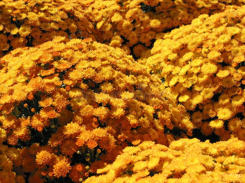 Yellow fall mums stock image. Image of yellow, blooming - 428487