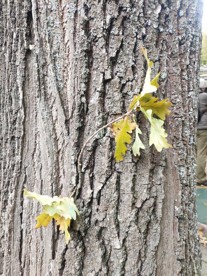 Yellow Autumn Oak Leaves on Oak Bark Background. Oak Bark Texture Stock ...