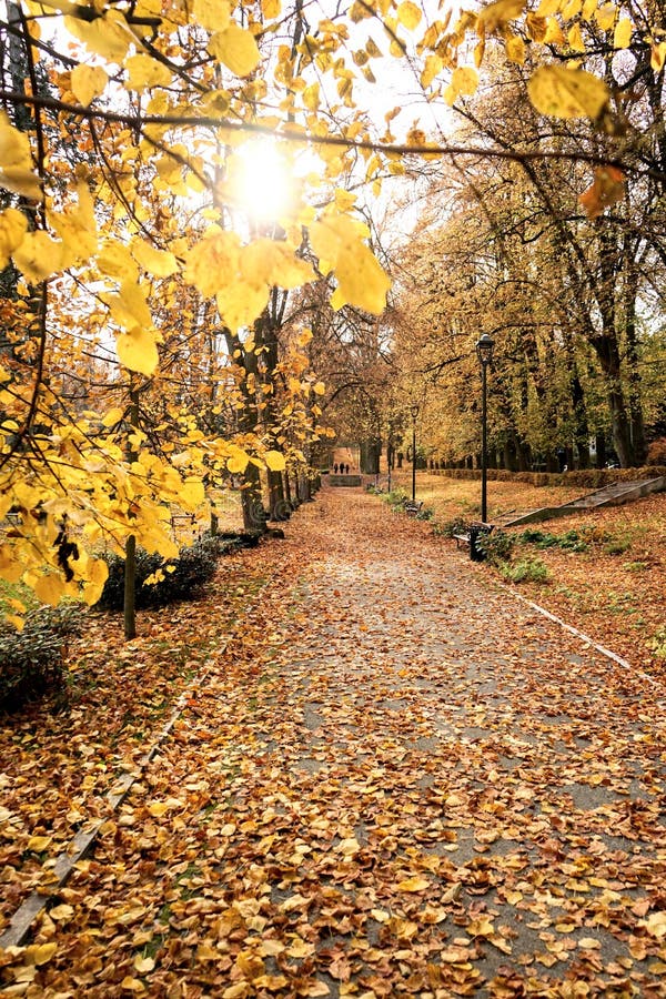 Autumn Pathway stock photo. Image of bare, natural, branch - 361808