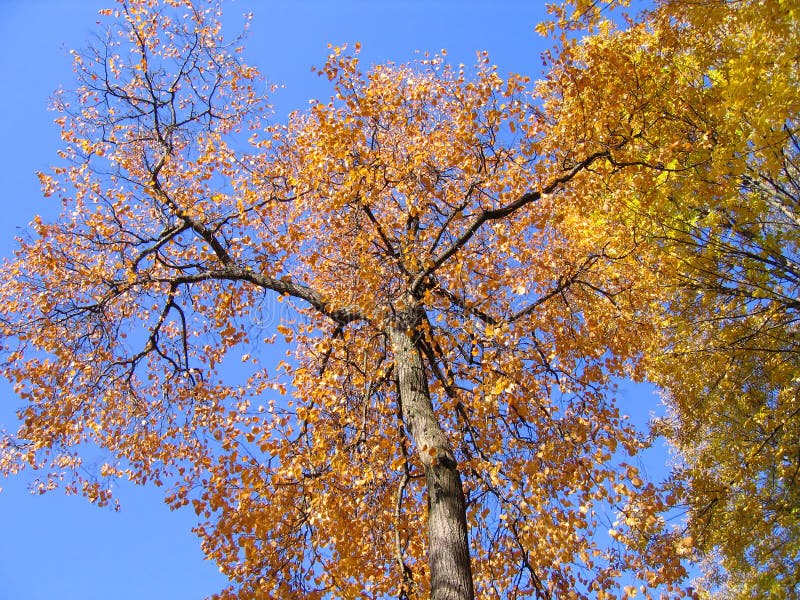 Yellow Autumn Tree stock image. Image of foliage, october - 11084397