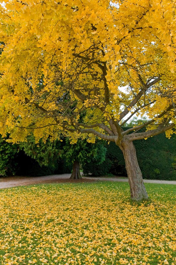 Autumn in Tokyo. the University of Tokyo, Japan. Editorial Image ...
