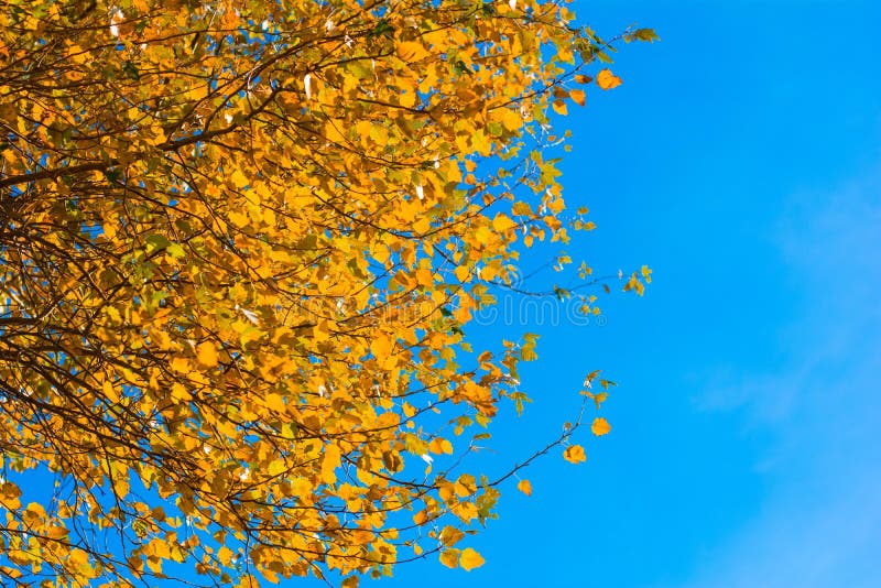 Yellow autumn tree stock photo. Image of tree, season - 63390648