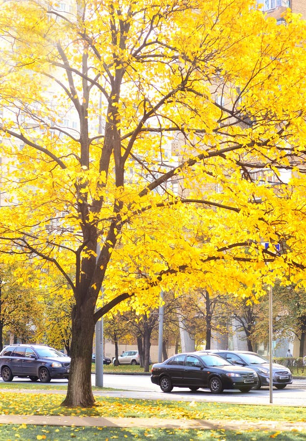 Yellow Autumn Tree in the City Autumn Landscape Stock Image - Image of ...