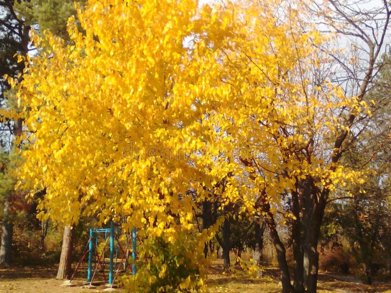 Yellow autumn tree stock photo. Image of view, autumn - 80900582