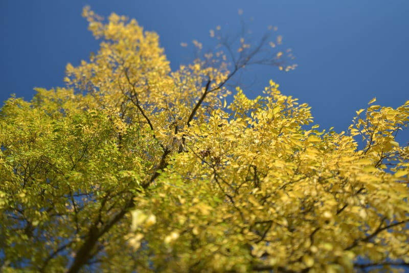 Yellow Autumn tree stock image. Image of forest, late - 79835011