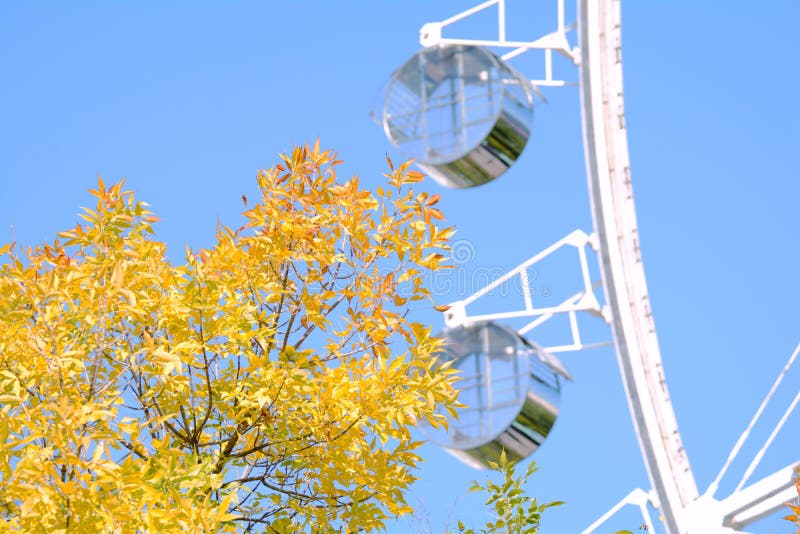Yellow Autumn Tree with an Empty Ferris Wheel in the Background Stock ...