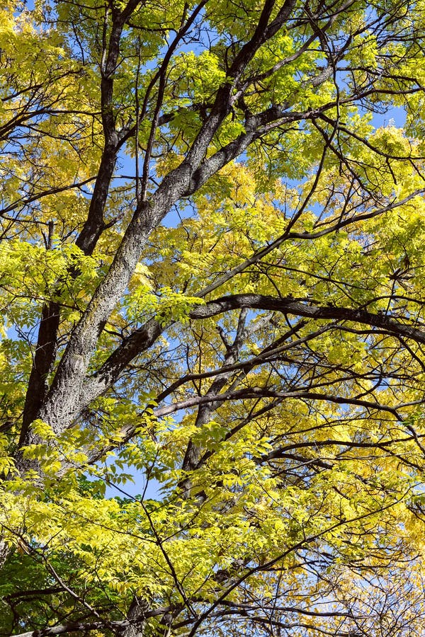 Yellow autumn tree stock image. Image of color, autumn - 45767165